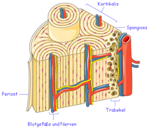 Knochen-Biologie: Alles über unsere Knochen (Teil 1/3) - Aktion gesunde ...